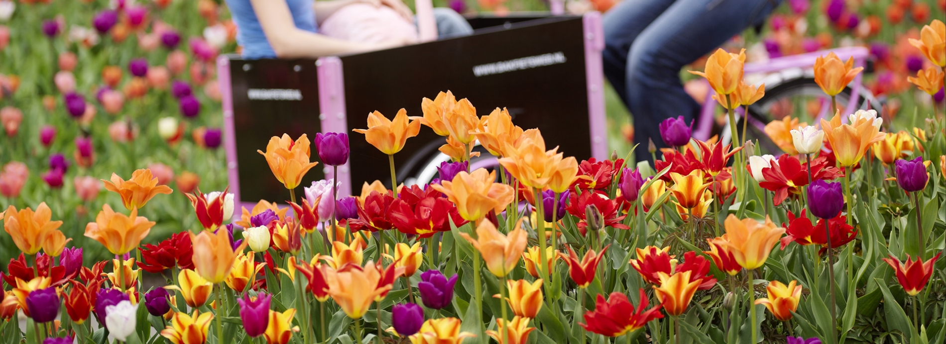 Arbeid - Platform Sustainable Trade Flowerbulbs and Perennials